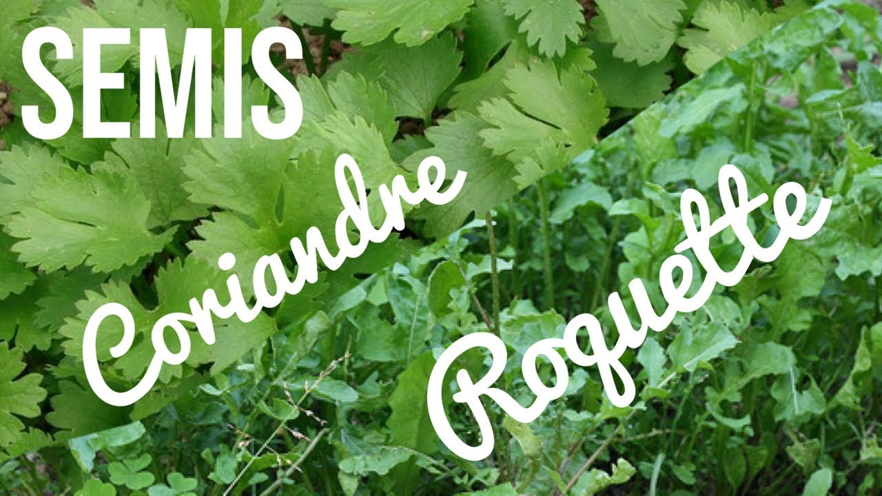 TUTO #4 - Semis Coriandre & Roquette - YouTube