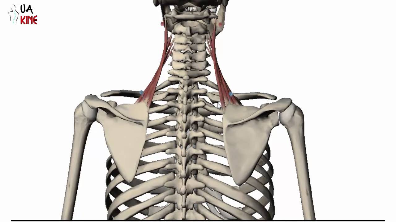 Anatomía Elevador de la Escapula (Características) - YouTube
