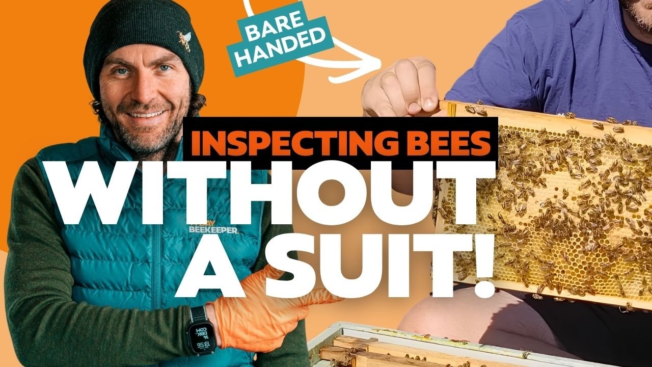Inspection of Beehives - How to Keep Bees Without Gloves - Inspecting ...