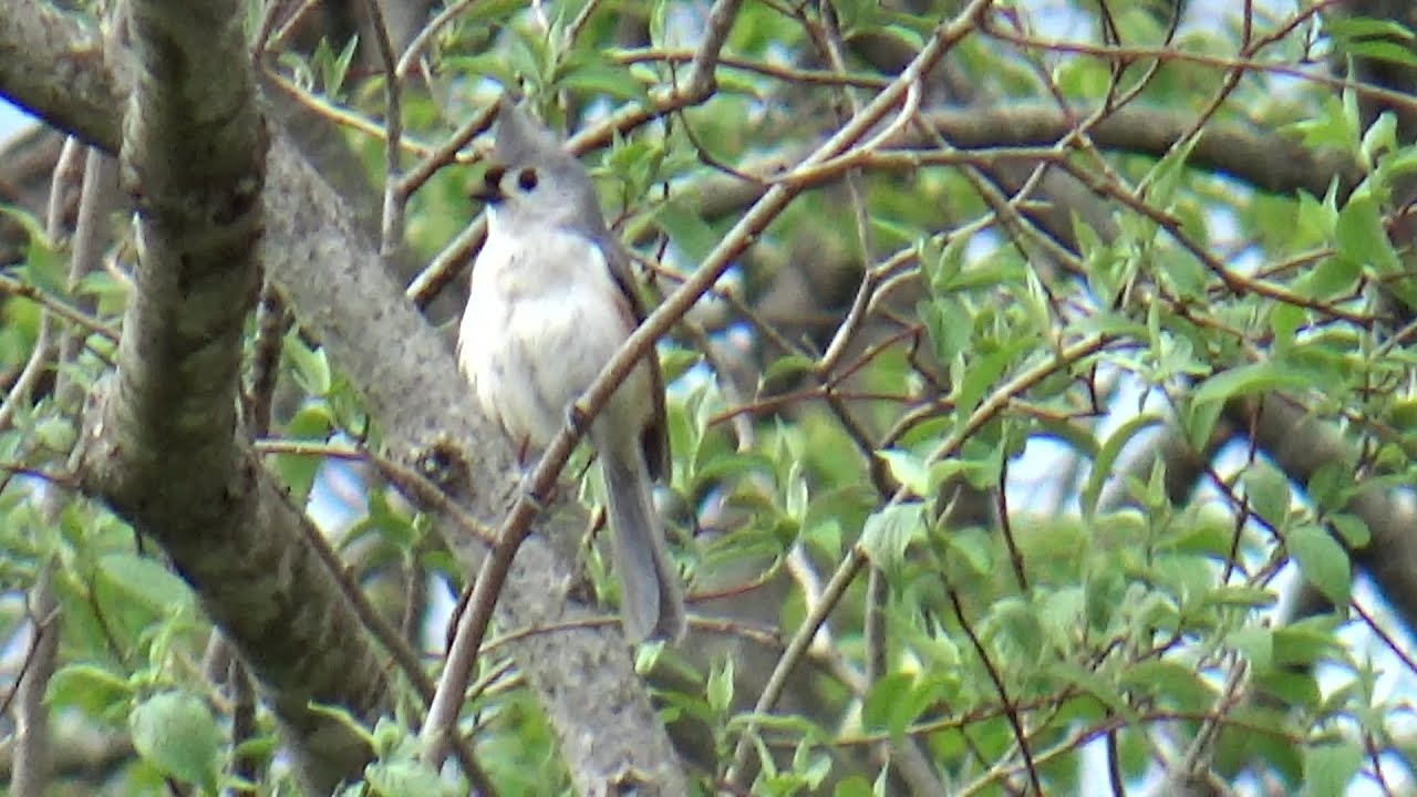 Tufted Titmouse Calling/Singing Titmouse Calls I Bird Calls I North ...
