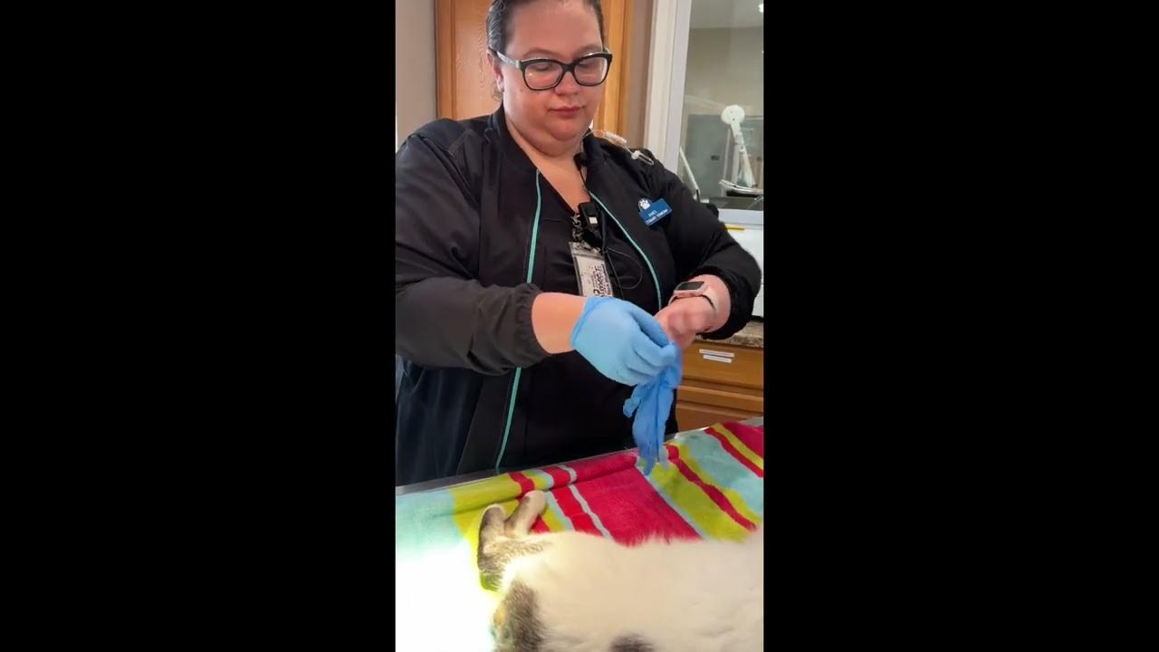 Penn Foster - Vet Tech - Skill 1 Prep of Feline Neuter - YouTube