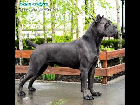 Molossian/Mastiff Dog breeds Type |DIVISION 2| Segment 3 - YouTube