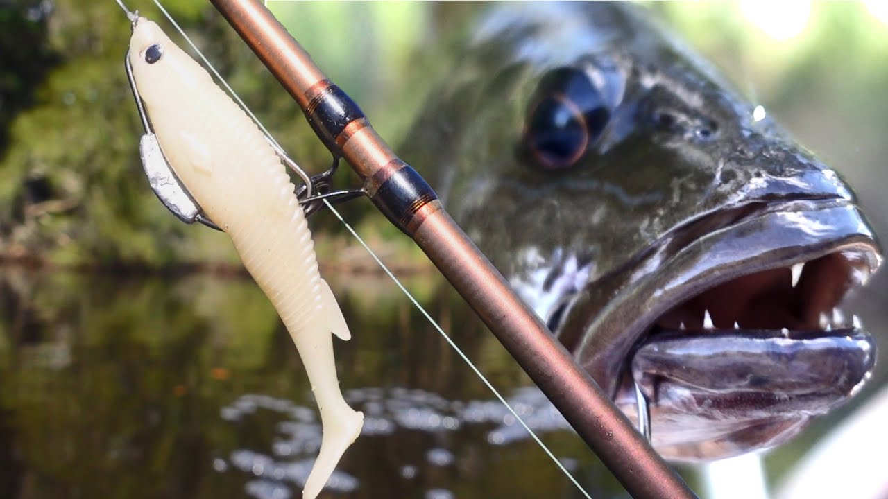 This lure saved the session! | MANGROVE JACK fishing after the floods ...