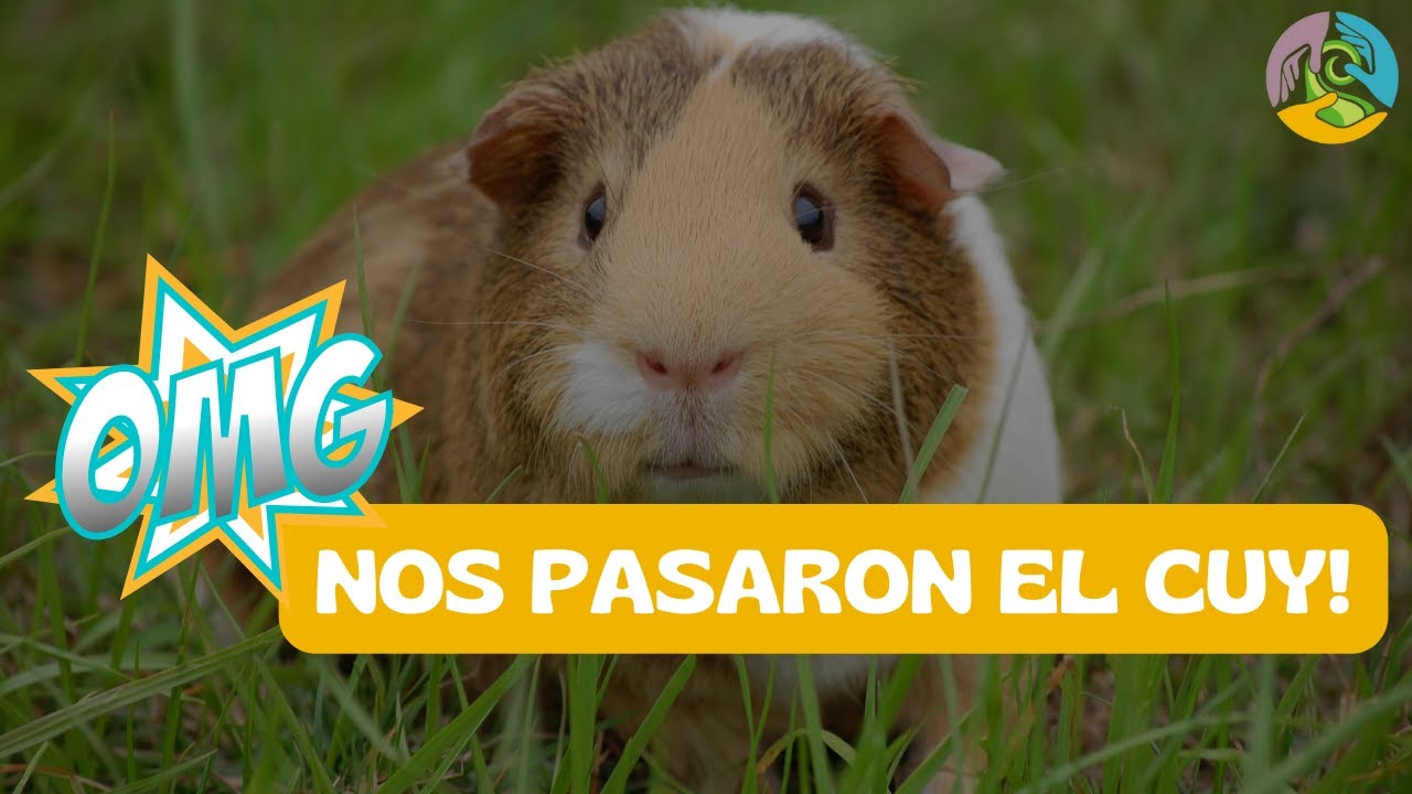 LIMPIA CON EL CUY - MEDICINA ANDINA EN ECUADOR. - YouTube