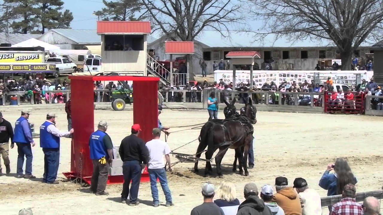 Mule pulling contest 1 - YouTube