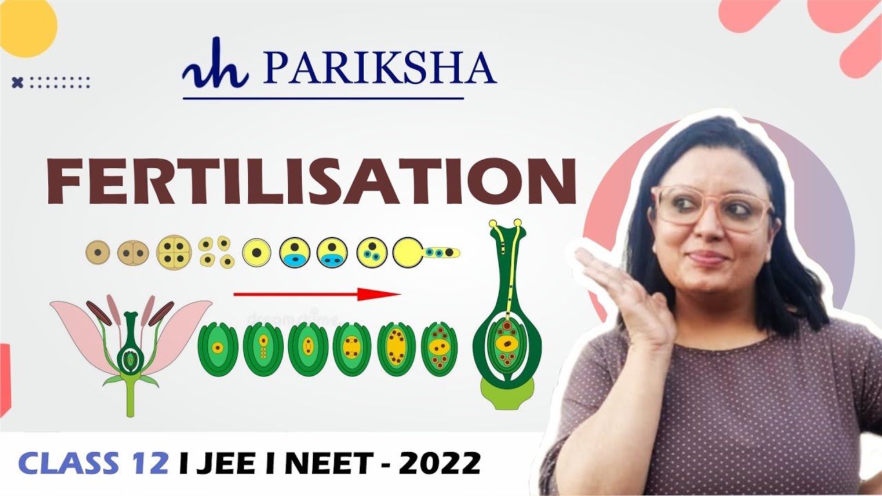 What is Fertilization - Class 12 Biology (Sexual Reproduction in ...