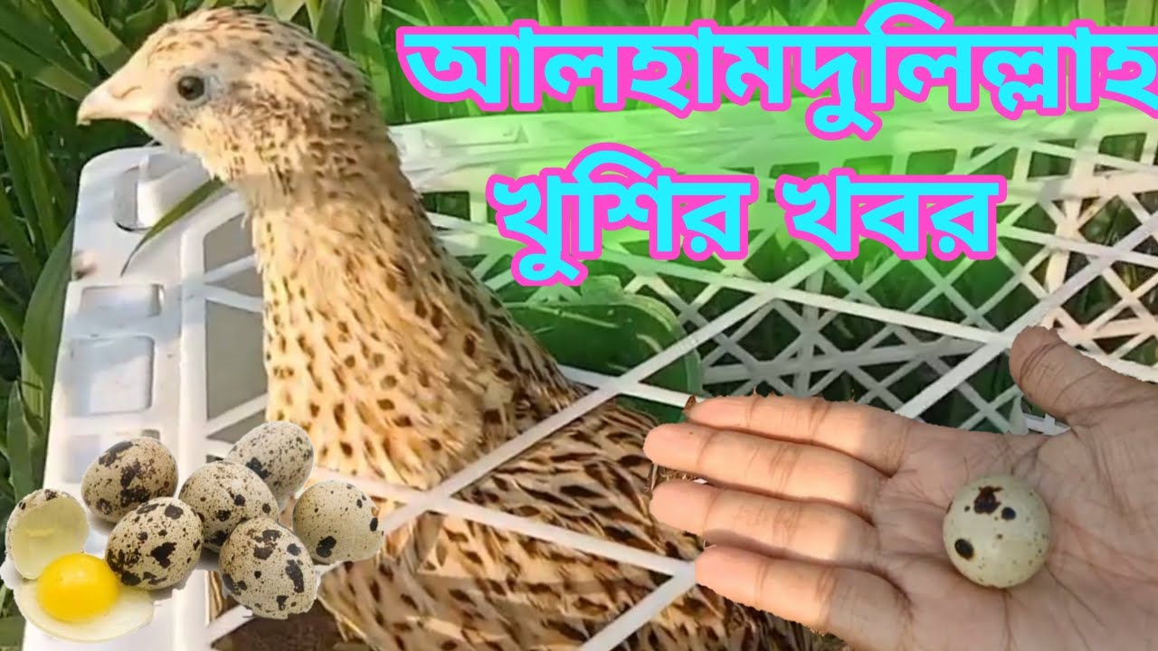 আলহামদুলিল্লাহ।অনেক অপেক্ষার পর কোয়েল পাখি ১ম ডিম হাতে পেলাম।koyel ...