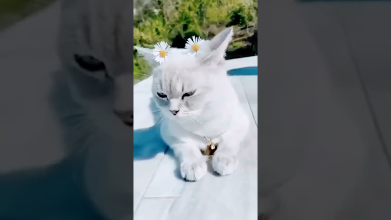 You can ignore me but not the cat 🤍🌸 - YouTube