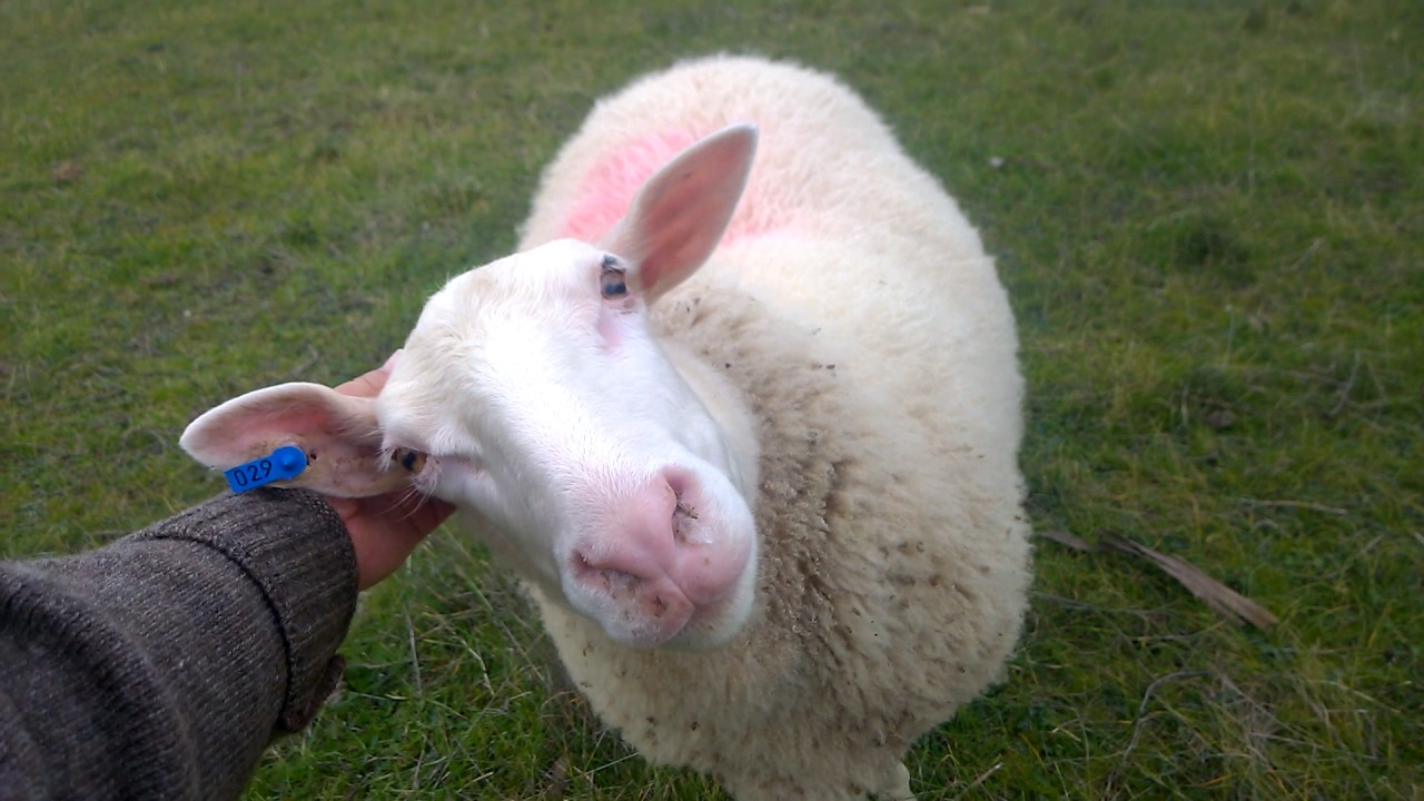 Happy Sheep - YouTube