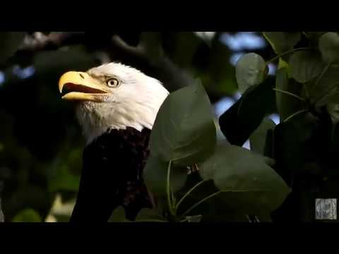 Crop drop in an adult bald eagle - YouTube