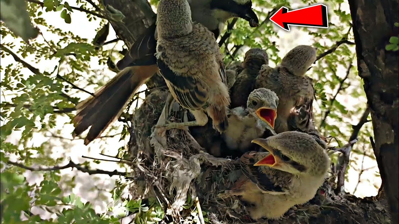 Baby birds screaming to attract mother to themselves @BirdPlusAnimals ...