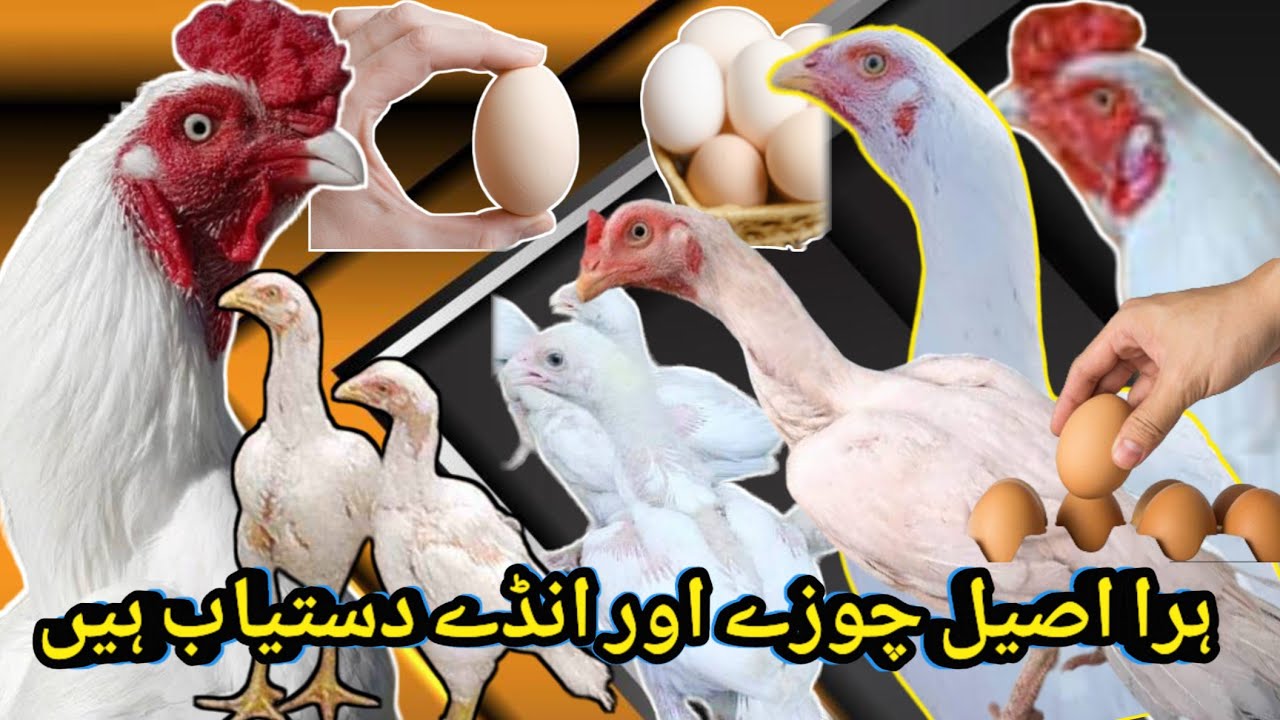 Aseel Heera Hen Chicks and Eggs for Sale - High Quality Aseel Heera Hen ...