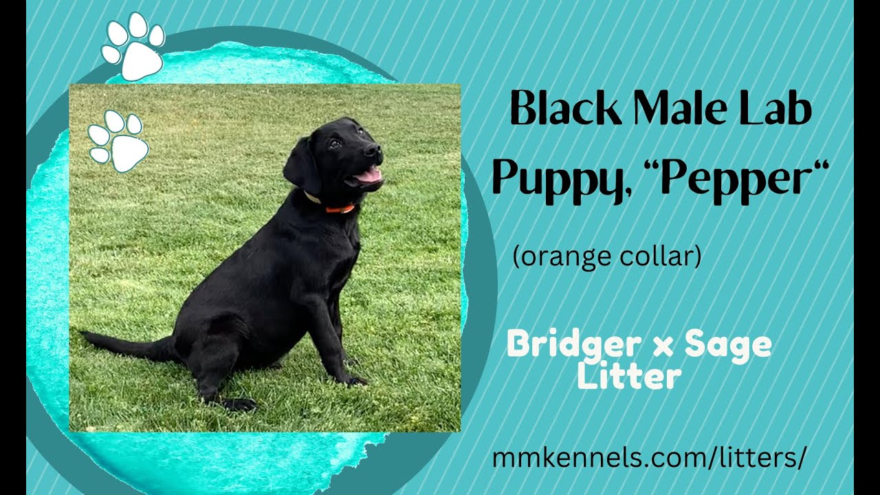 Sage's Spicy Hot Pepper HUNTING DOG! Fun, Playful Black Male Lab Puppy ...
