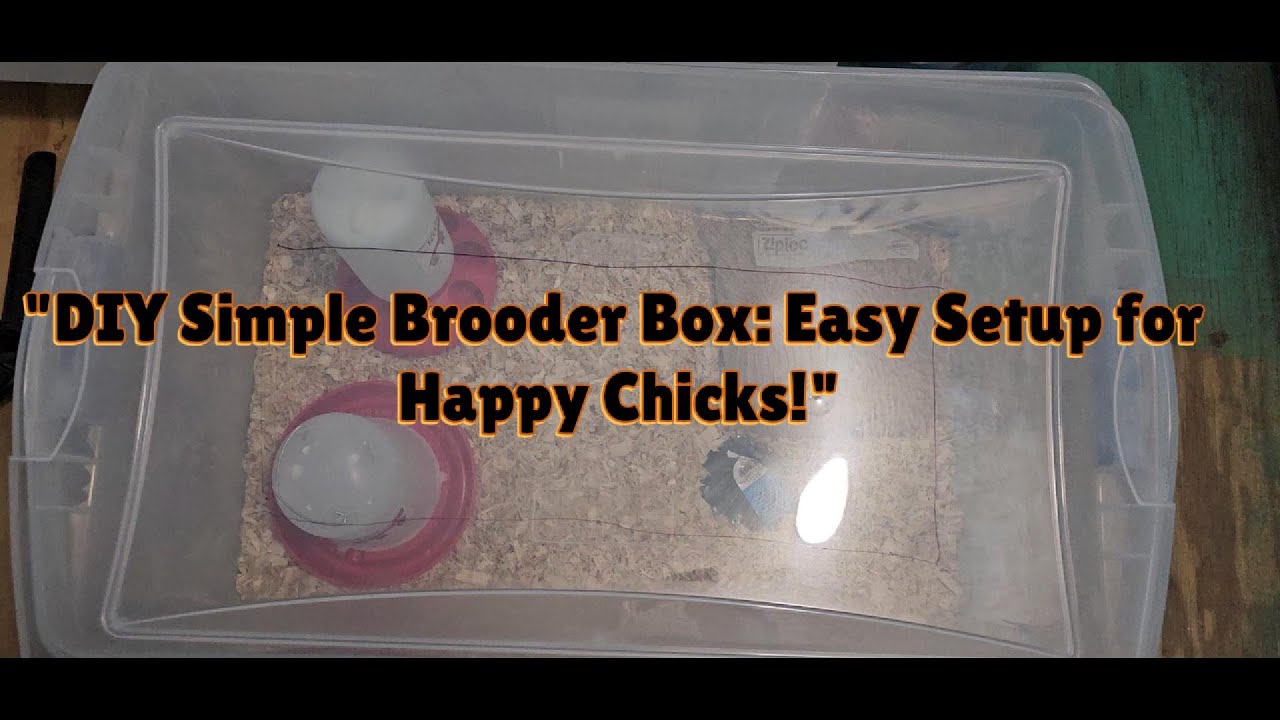 "DIY Simple Brooder Box: Easy Setup for Happy Chick!" - YouTube