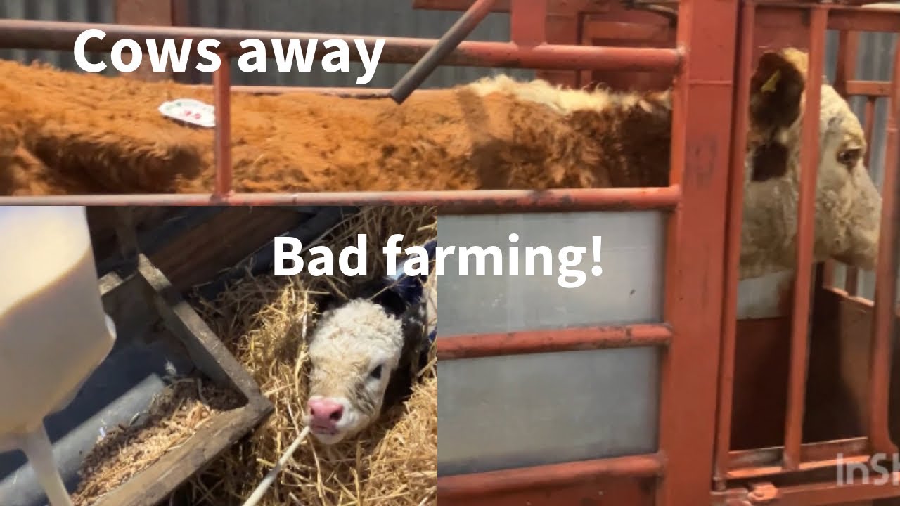 More cows away and some bad farming! 🤦🏻‍♀️ - YouTube