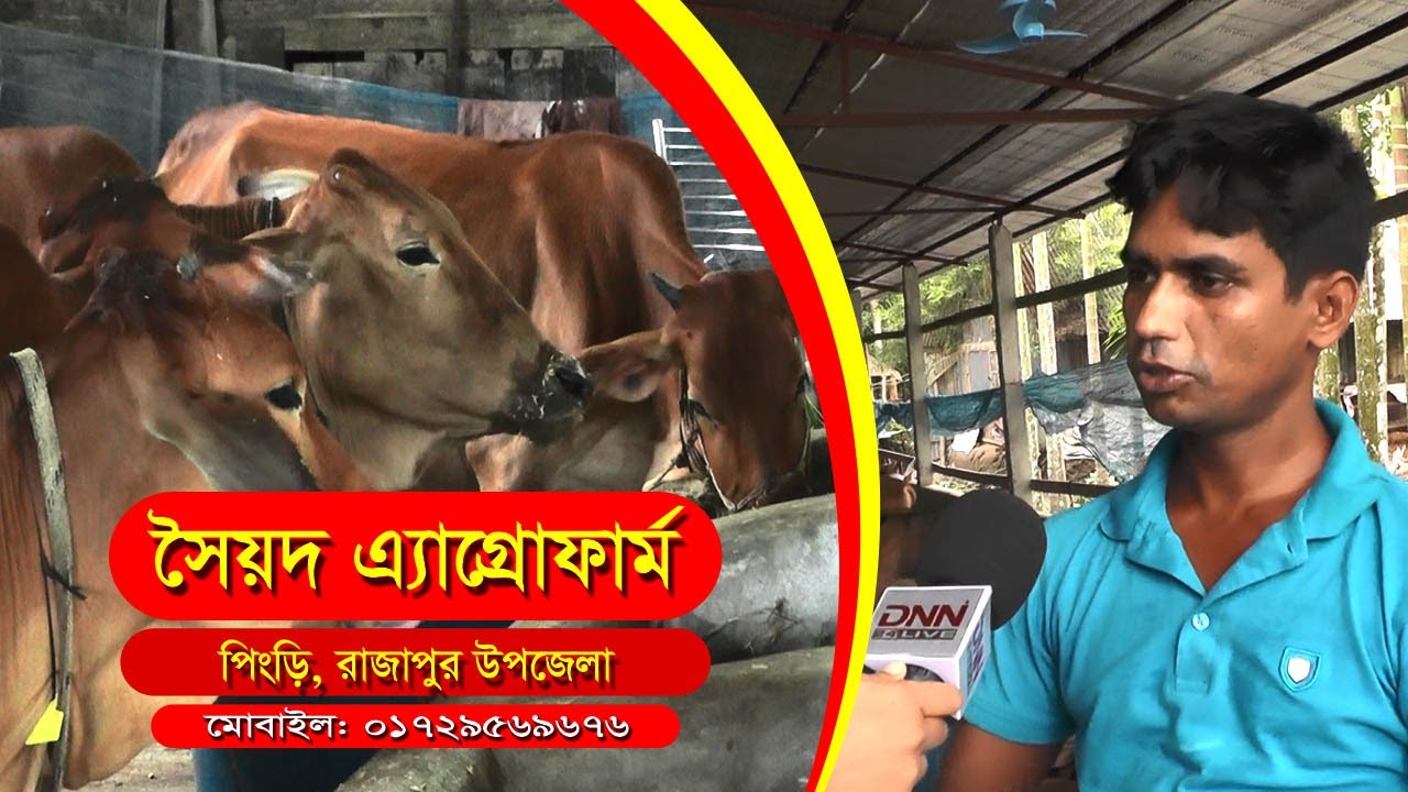 গরুর হাঁট রেখে ঝালকাঠির খামারে ছুটছে ক্রেতা_Sayad Agro Farm Pingry ...