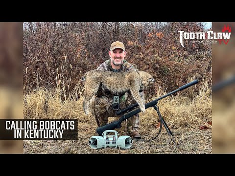 Calling Bobcats In Kentucky - Bobcat Hunting - YouTube