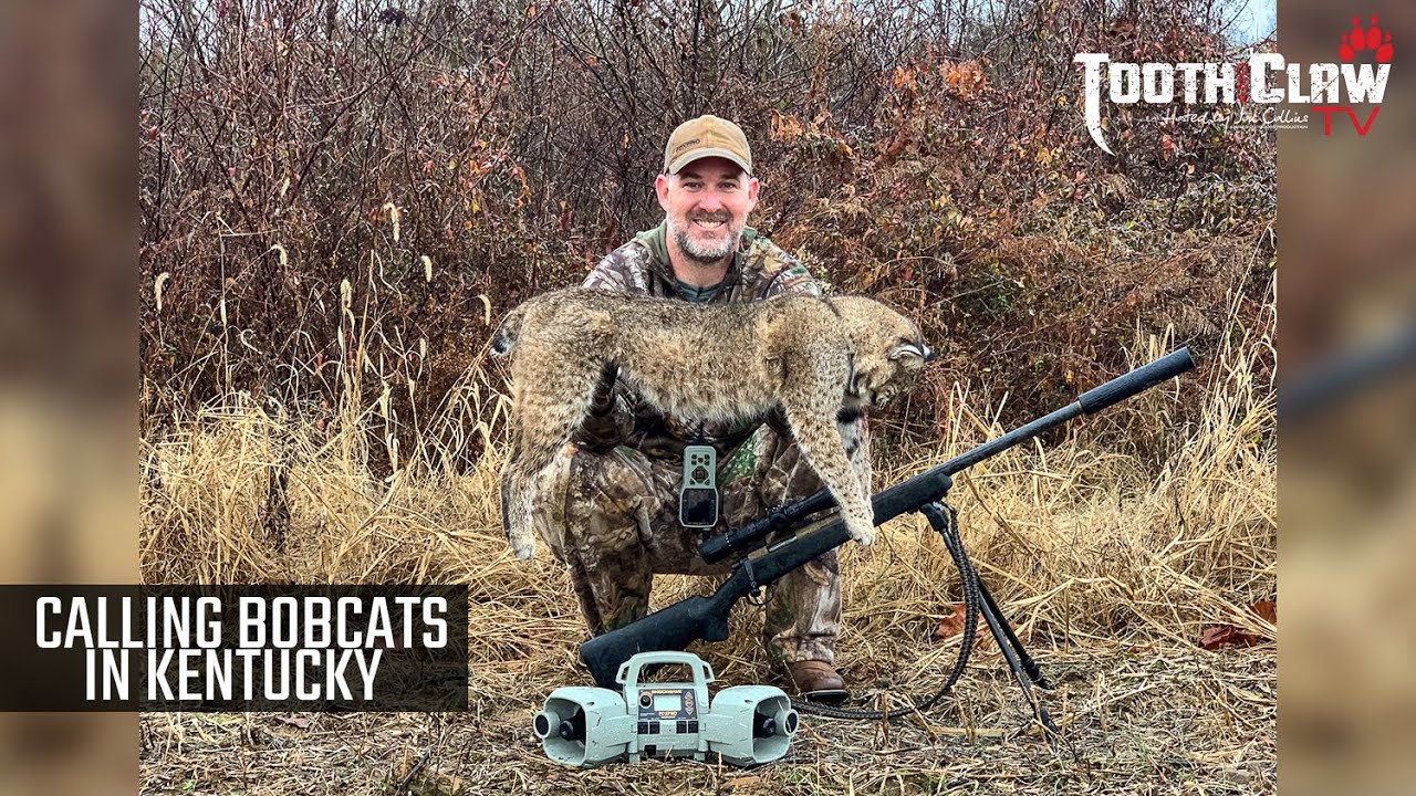 Calling Bobcats In Kentucky - Bobcat Hunting - YouTube