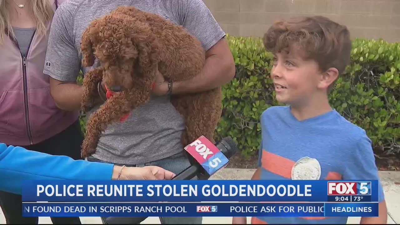 Police Reunite Stolen Goldendoodle - YouTube