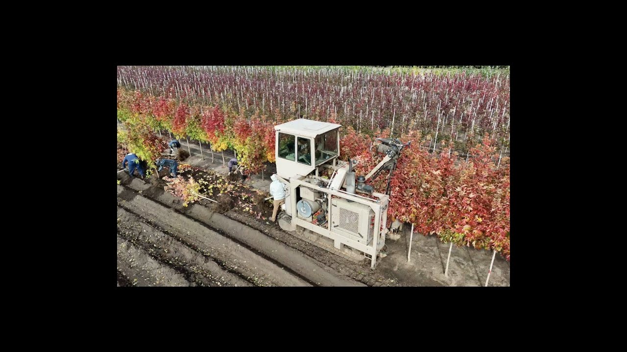 Fall Harvest, St. Paul MN - YouTube