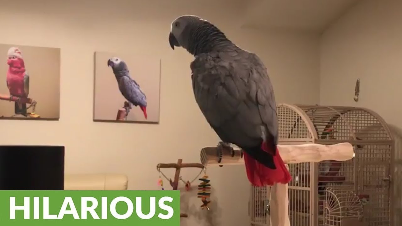 This parrot successfully asks Google Home a question and get an answer ...