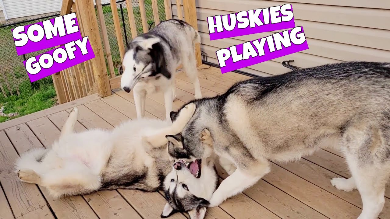 my HUSKIES PLAY FIGHTING! #husky #dogfight #dogsplaying #doglife - YouTube