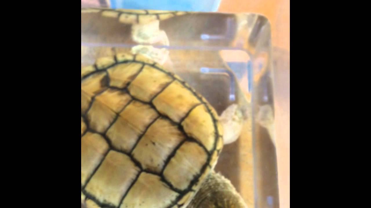 Hypo Snapping Turtle - YouTube