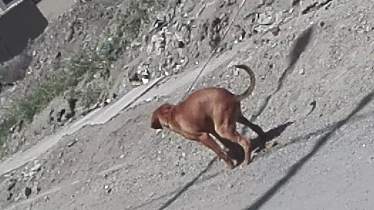 PERRO CAGANDO - YouTube