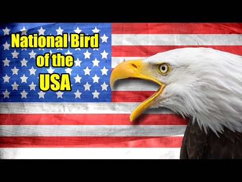 Why Is The Bald Eagle A Symbol Of Our Country
