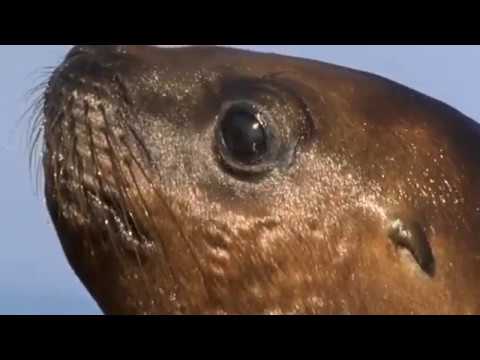 orca vs foca - YouTube