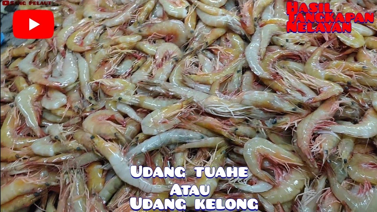 udang tuahe atau udang kelong hasil tangkapan nelayan pukat harimau ...