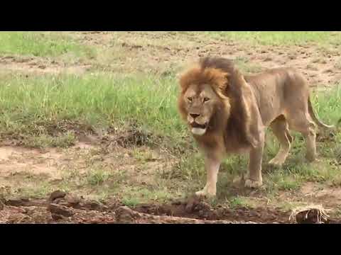 Lion Eats A Warthog!!! In Serengeti National Park, Tanzania - YouTube