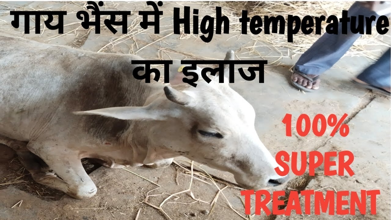 गाय भैंस में बुखार का इलाज।। high fever in cattle buffalo ।। treatment ...