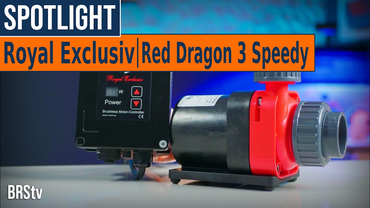 Give Your Reef Tank the Heart of a DRAGON! Royal Exclusiv Red Dragon 3 ...