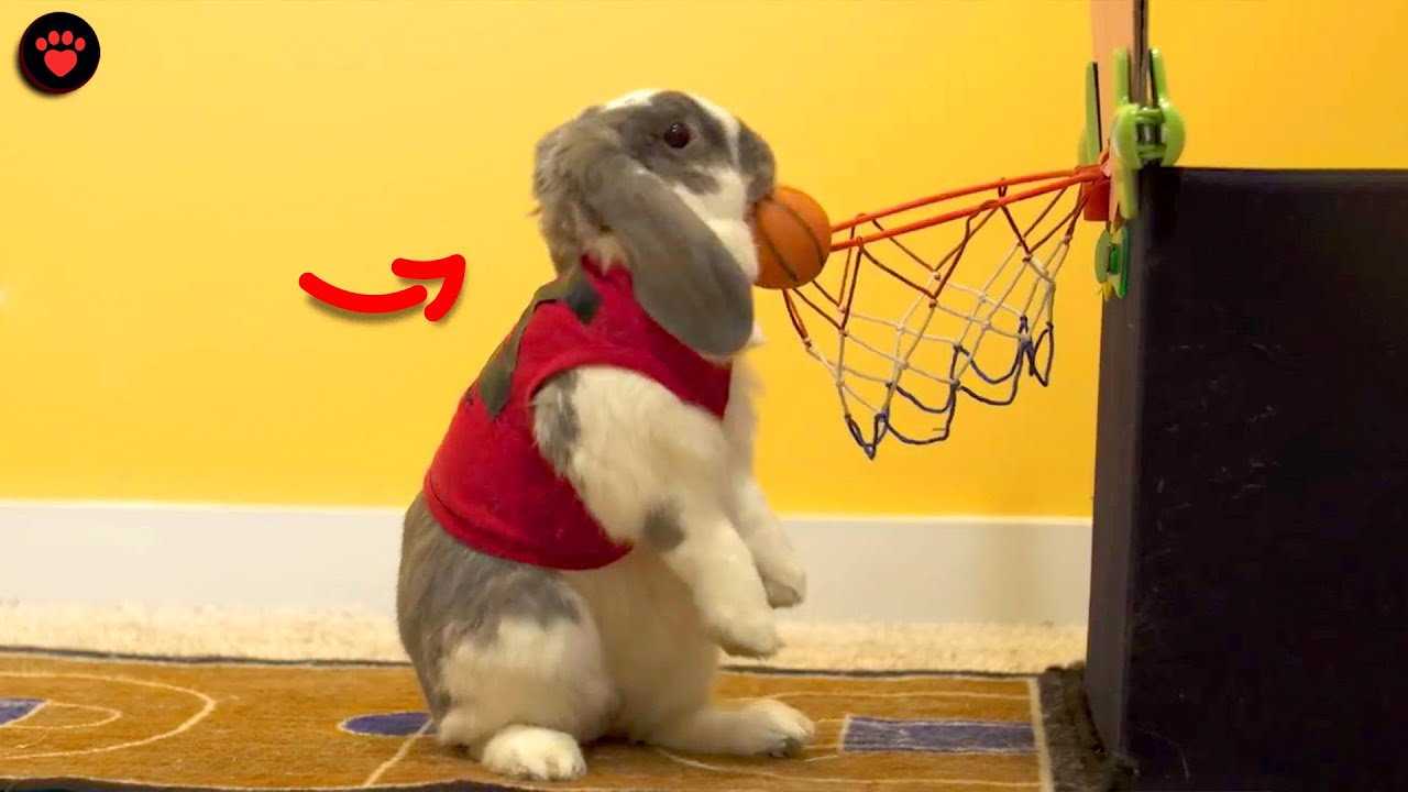 Bini the Bunny: The amazing story of the Guinness Record Bunny - YouTube