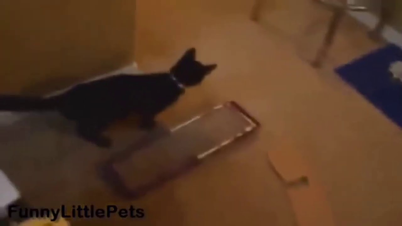 Cats being Dorks - YouTube