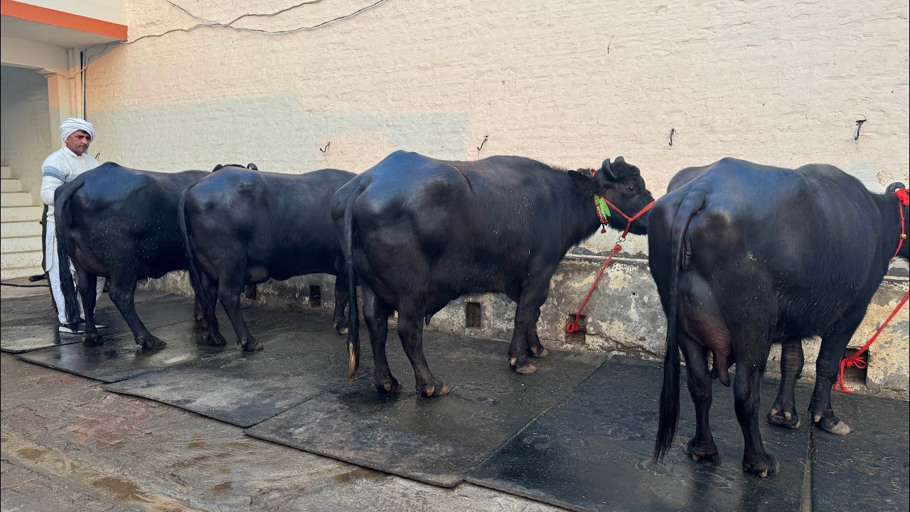 Super and good quality buffaloes at SDF 💪💪 Sansaniwal Dairy Farm latest ...