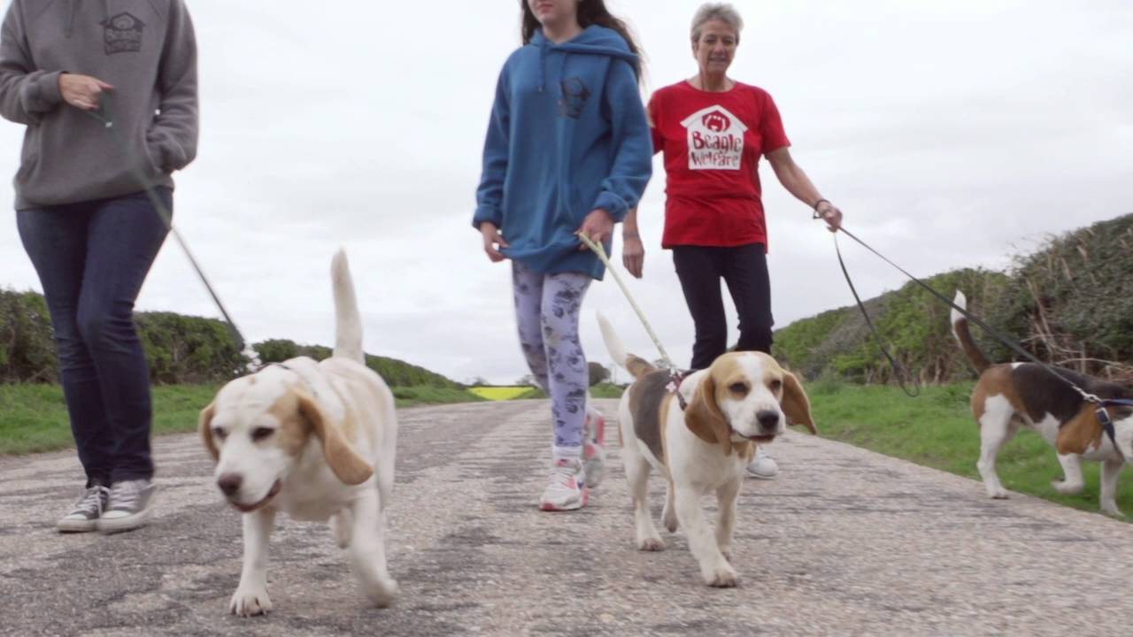 WHAT TO EXPECT WHEN YOU TAKE YOUR BEAGLE HOME - YouTube