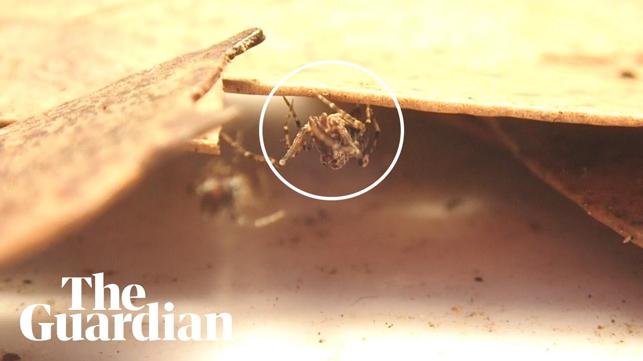 150 million years old and critically endangered: assassin spider stalks ...