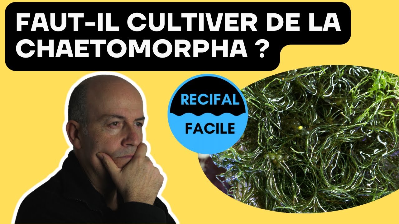 Chaetomorpha - Pourquoi et comment la cultiver ? - YouTube