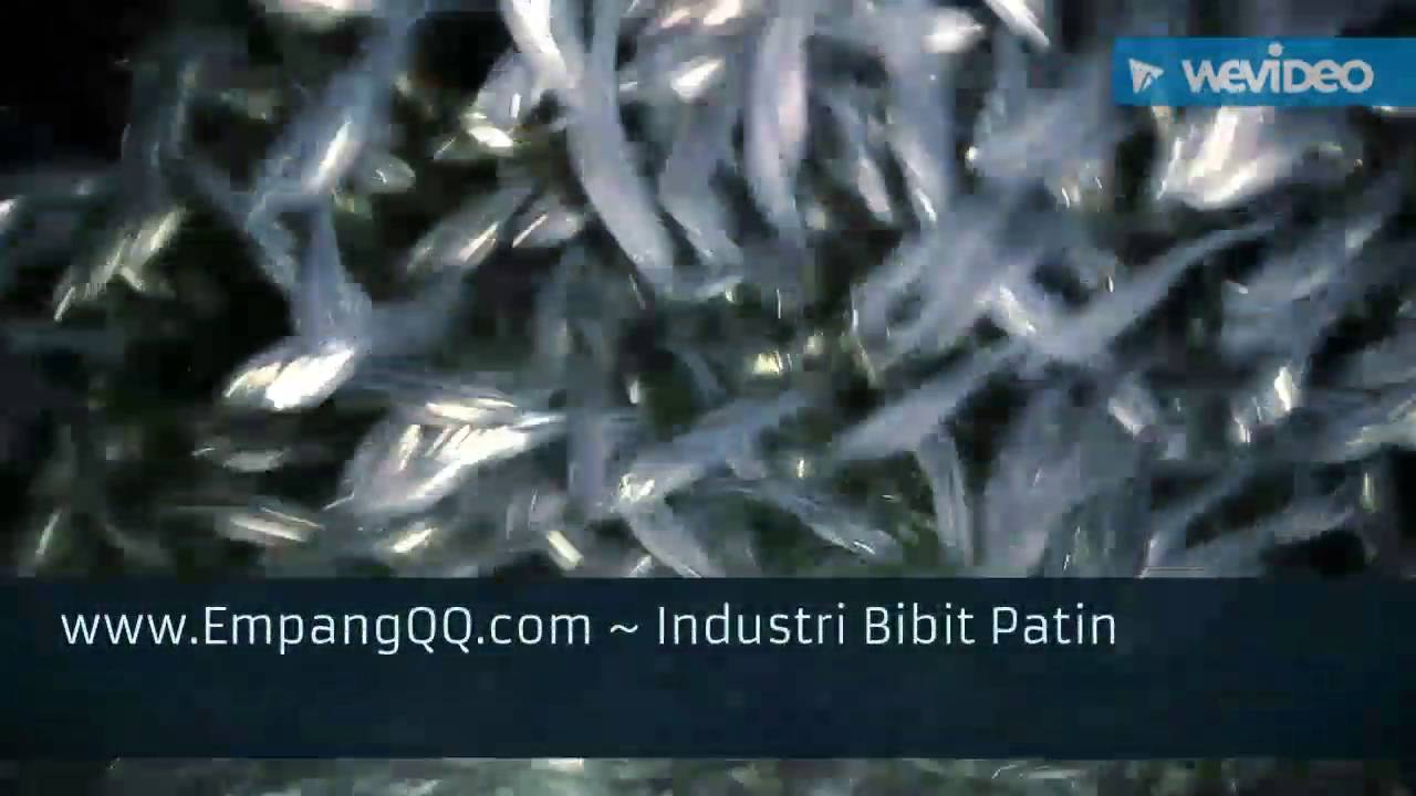 Bibit ikan Patin usia 15 hari - YouTube