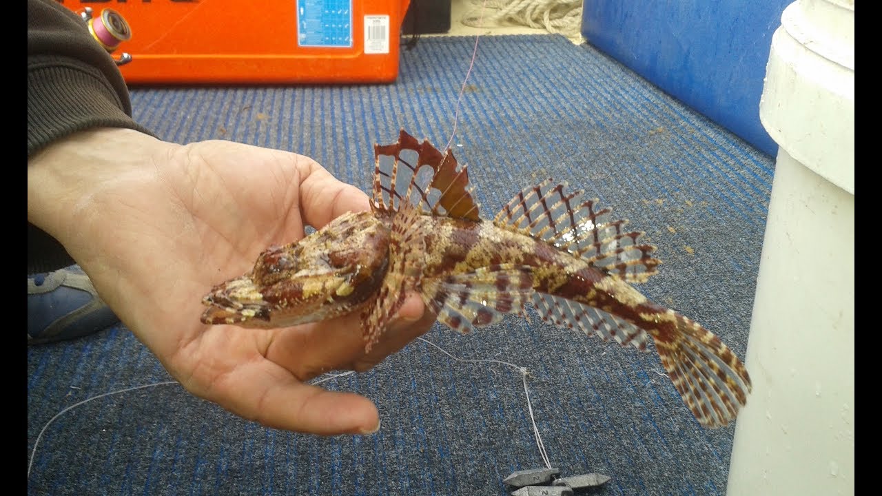Fishing Perth WA Tassel Snouted Flathead at Hale Rd Reef Scarborough ...