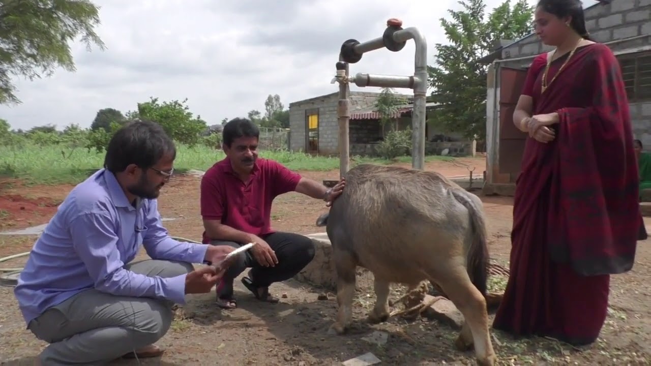 Muslim family saving the Indian Desi cows. - YouTube