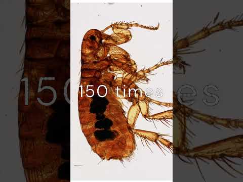 Do Aphids Jump Like Fleas