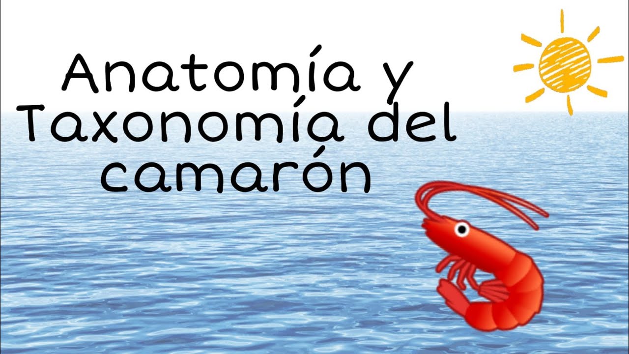 Practica 6: Anatomía y Taxonomía del Camarón - YouTube