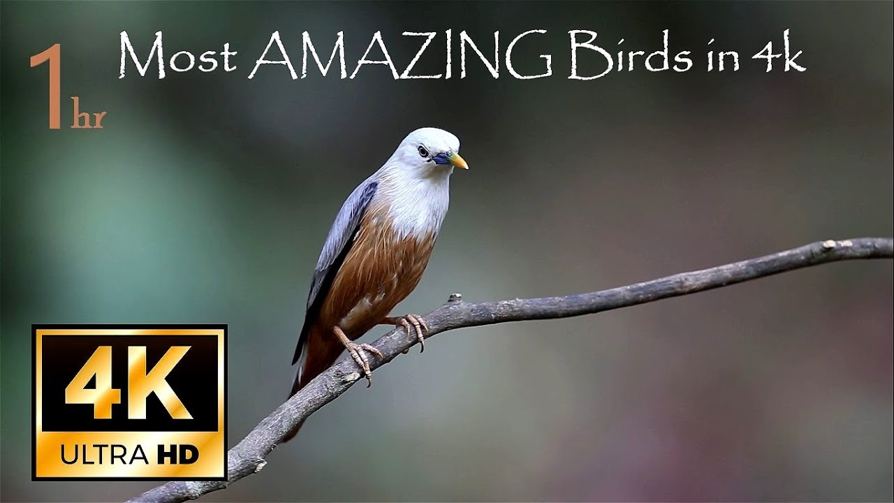 1hr Most AMAZING Birds in 4k ! These 4k Birds are SO Amazing ! - YouTube
