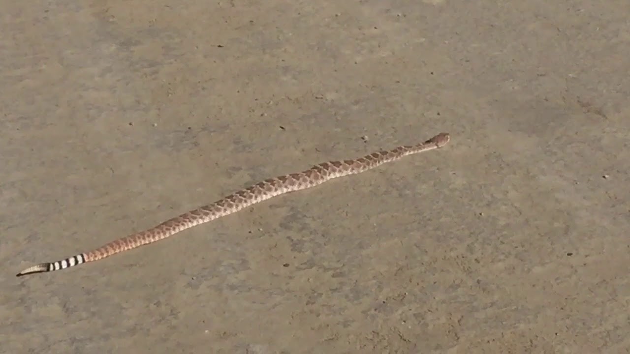Sunbathing Rattlesnake - YouTube
