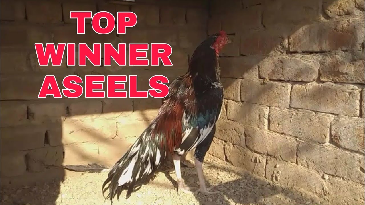 TOP TEN WINNER ASEELS | ASEEL MURGA FIGHT | KEEL MARNE WALE MURGE - YouTube