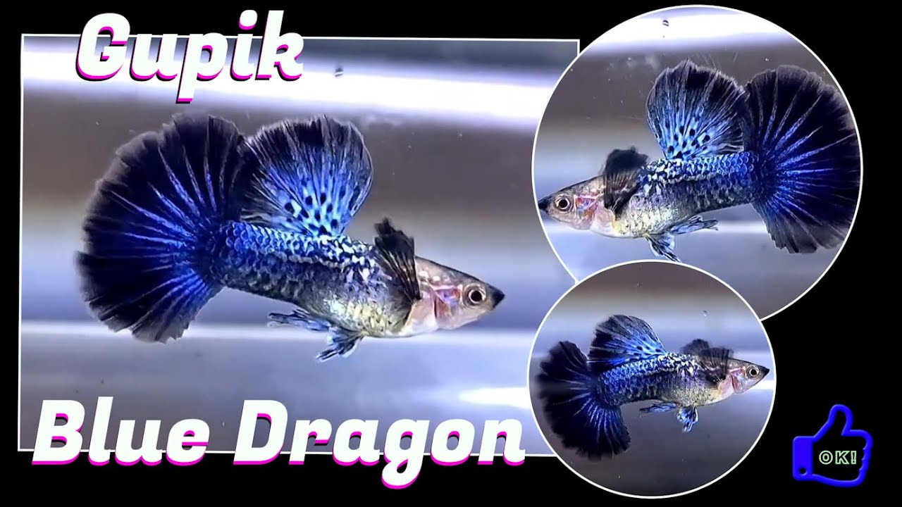 Klasowa Odmiana - Gupik Blue Dragon Juvenile / Gupiki Świata. - YouTube