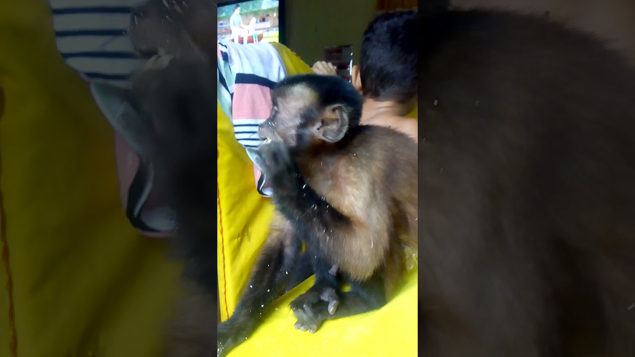 meu macaco tomando café com a gente 😁🐒 - YouTube